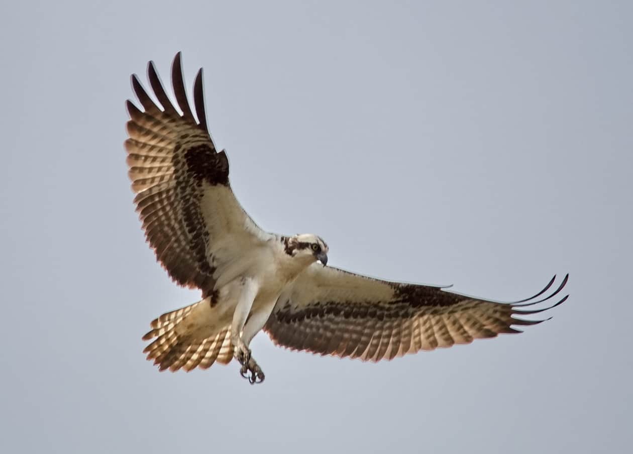 Osprey! - Unabashed Geek