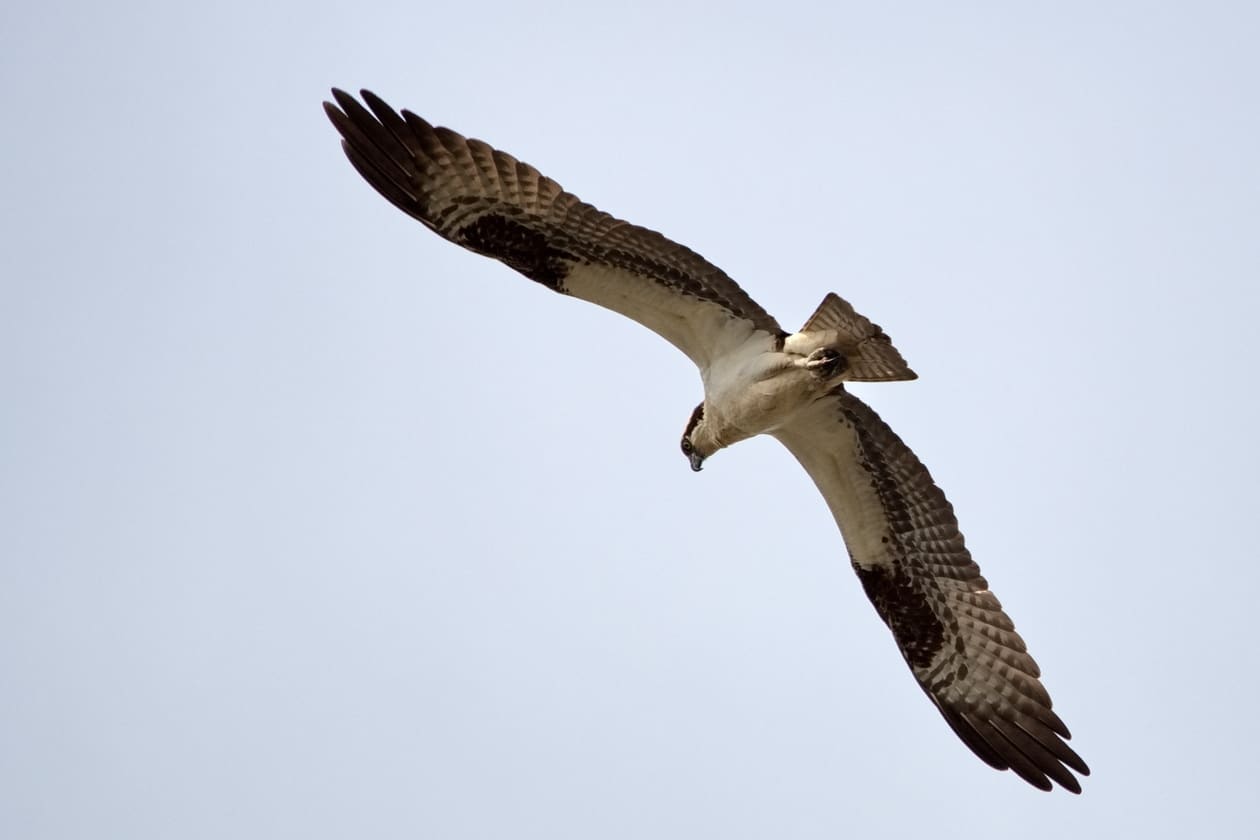 Osprey! - Unabashed Geek